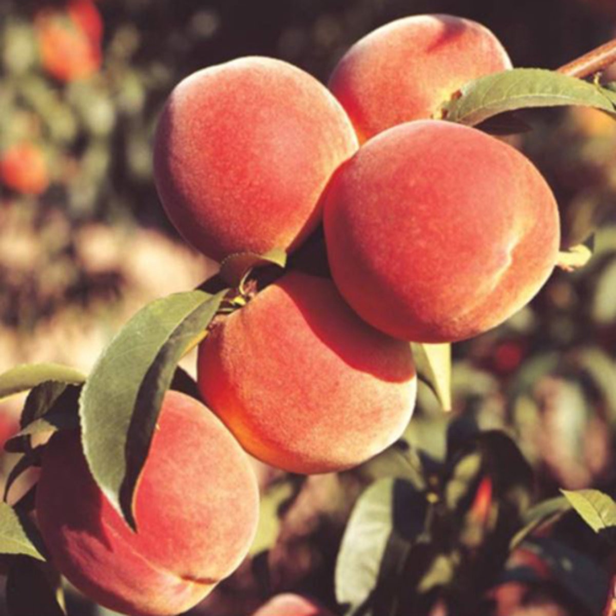 Prunus Persica June Gold Peach | SiteOne