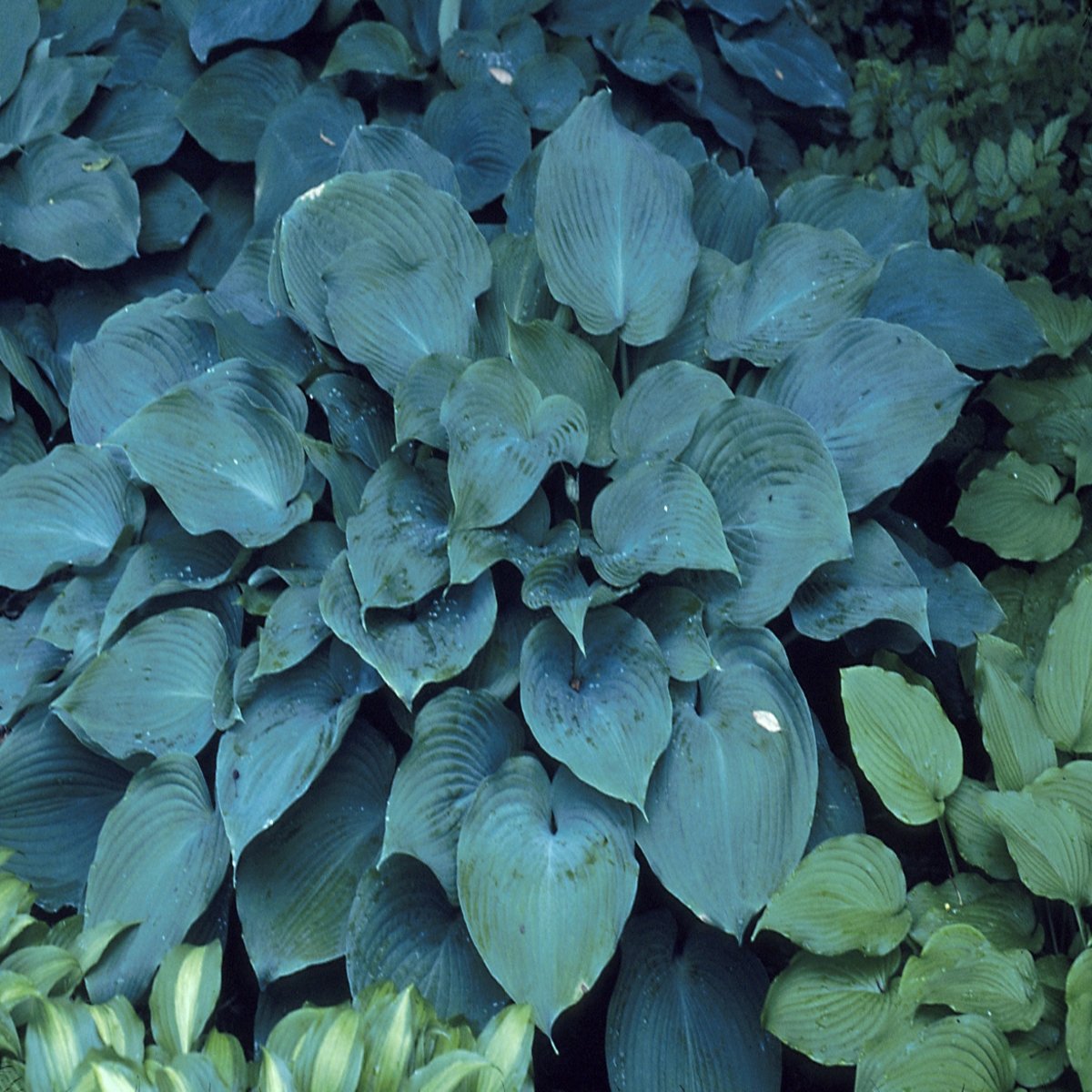 Hosta Blue Angel Plantain Lily | SiteOne