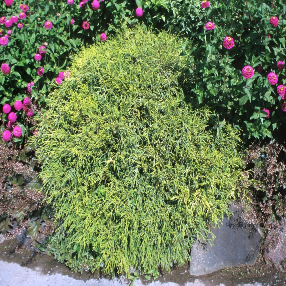 Chamaecyparis Pisifera Gold Thread Cypress | SiteOne