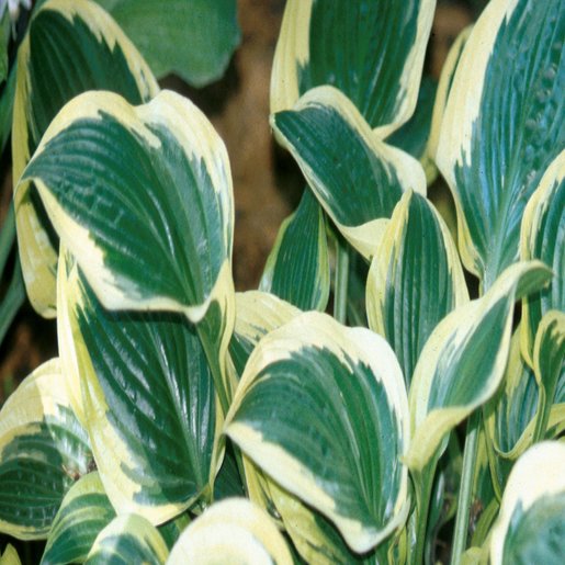 Hosta X Queen Josephine Plantain Lily | SiteOne