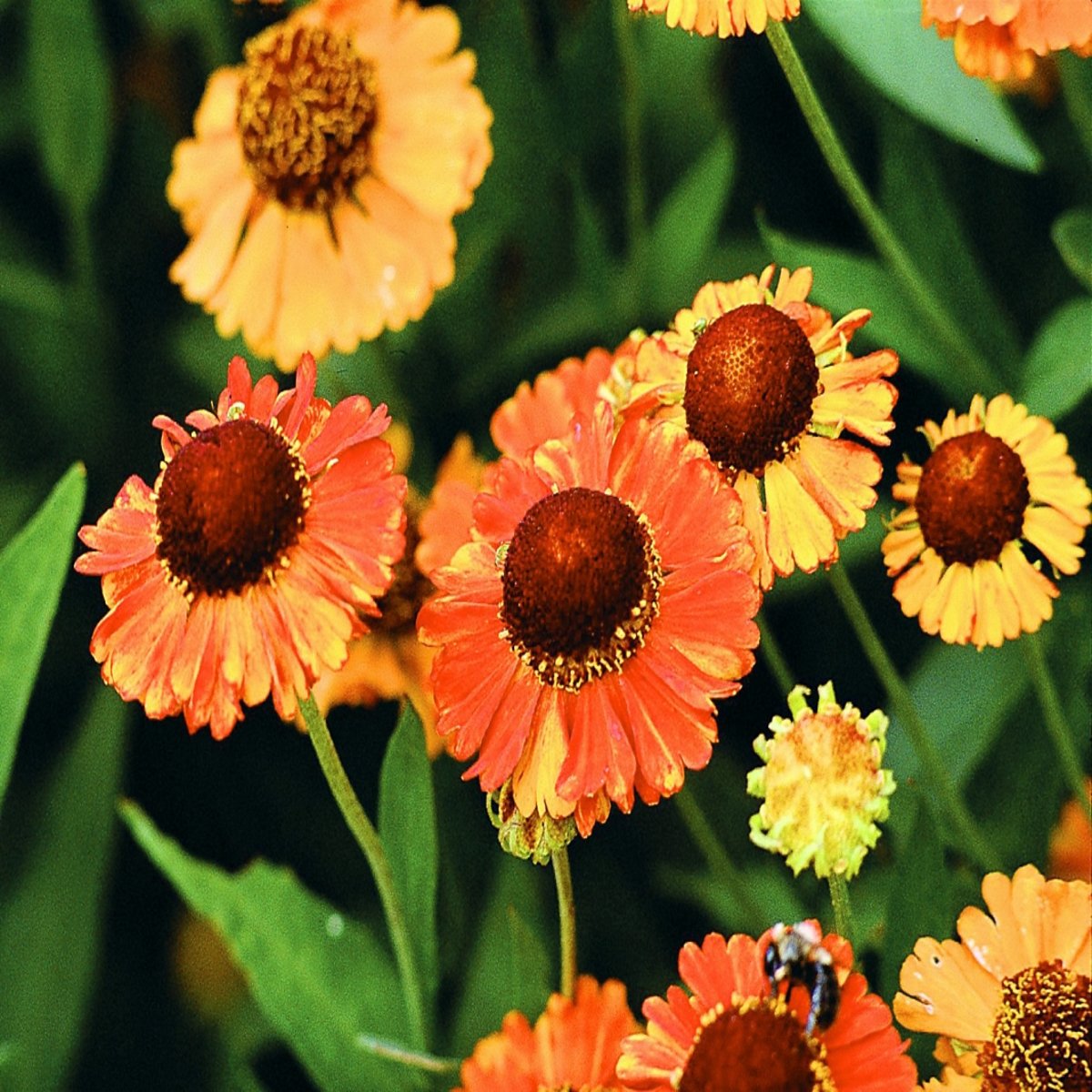 Helenium X Helbro Mardi Gras Sneezeweed | SiteOne