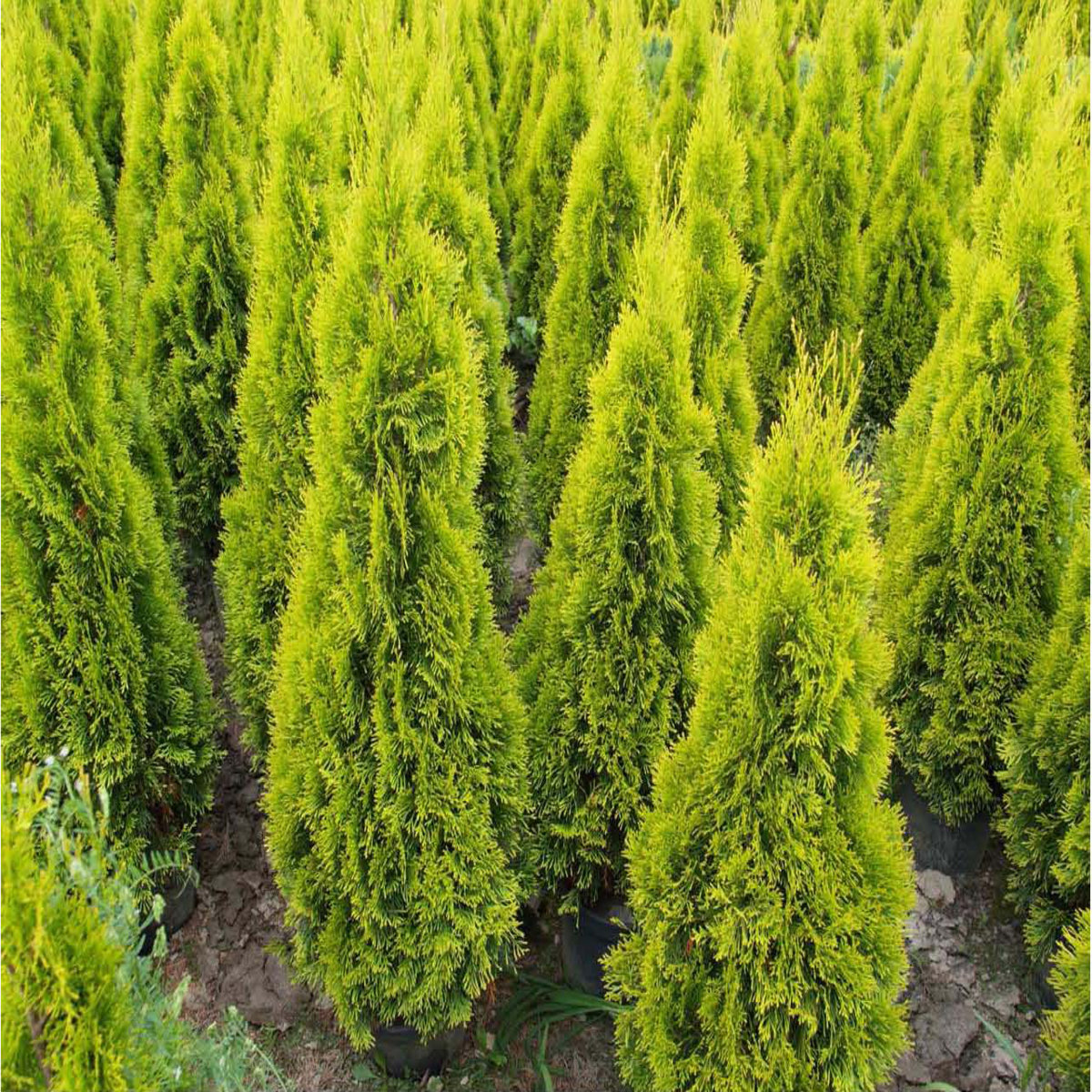 Thuja Occidentalis Highlights Arborvitae | SiteOne