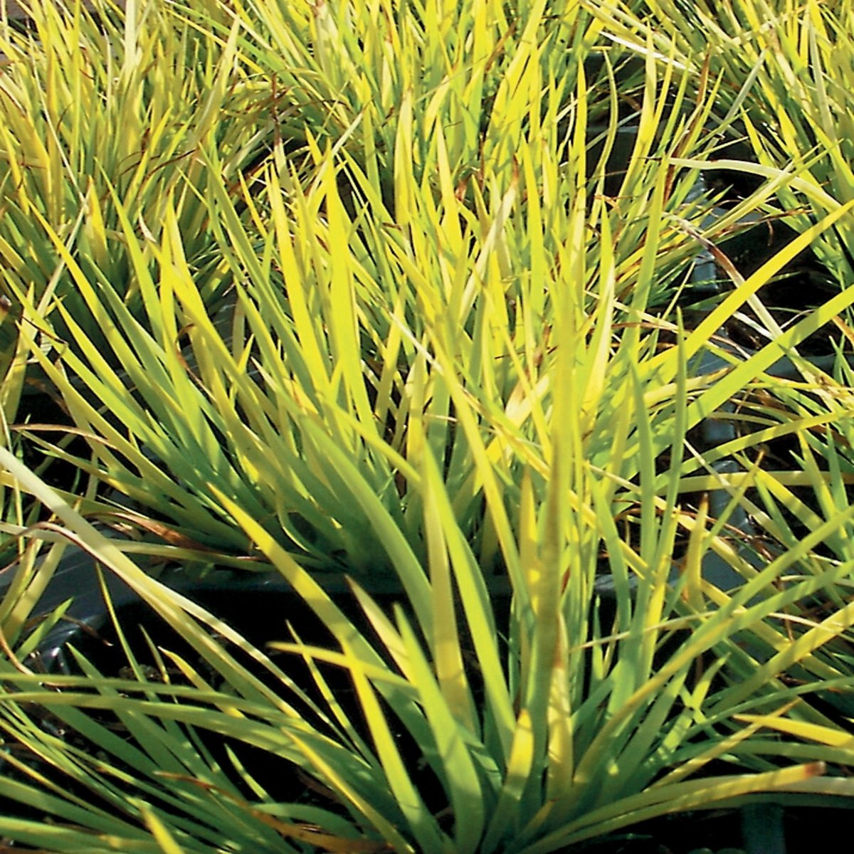 Acorus Gramineus Aureopusillus Minimus Sweet Flag | SiteOne