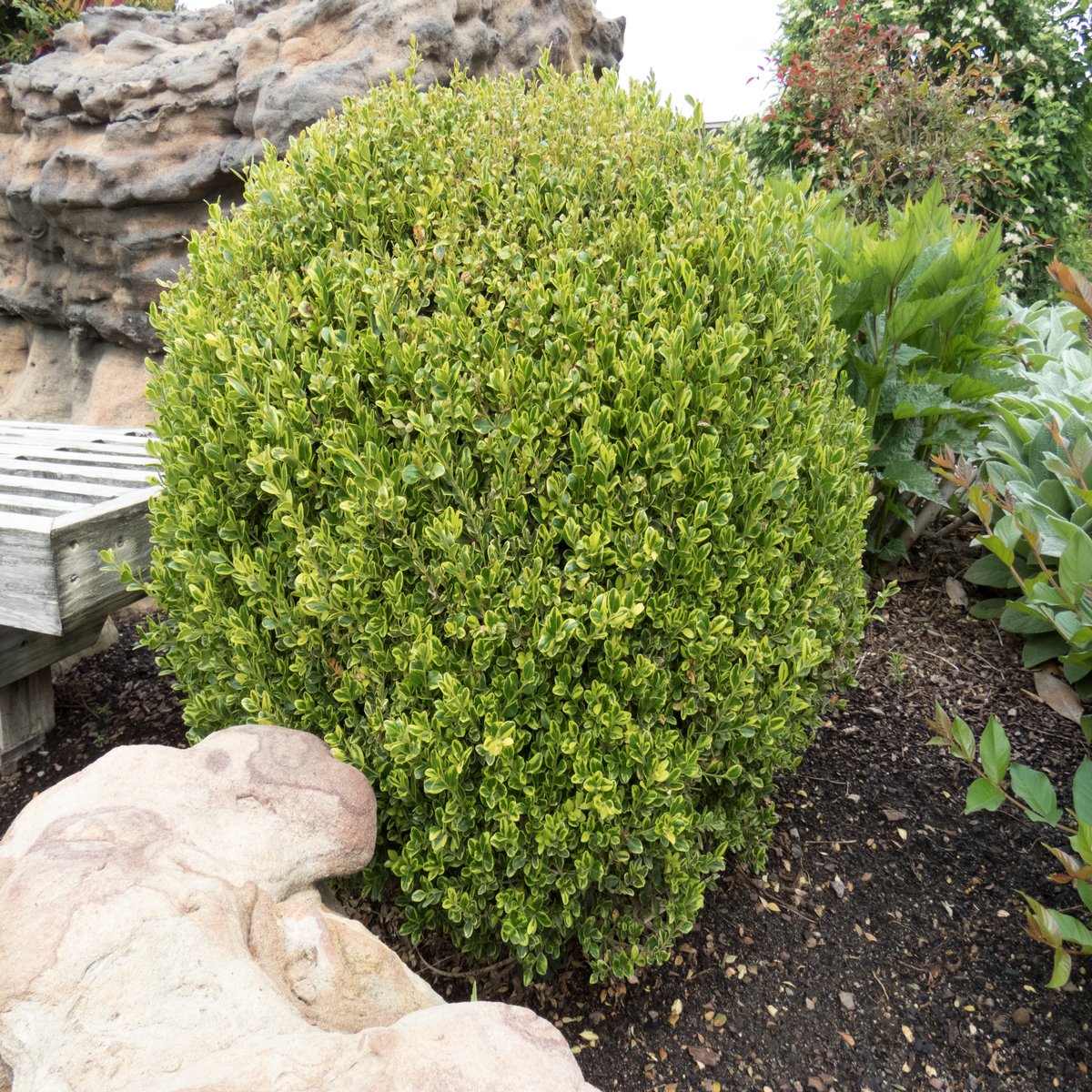 Buxus Microphylla Golden Dream Boxwood | SiteOne