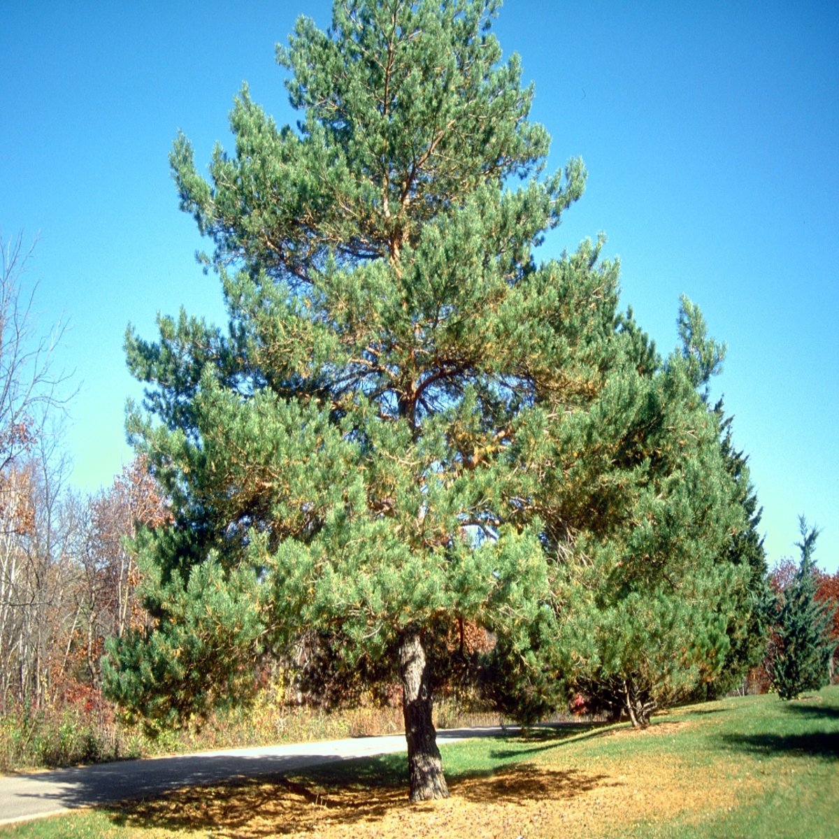 Pinus Sylvestris Scots Pine | SiteOne