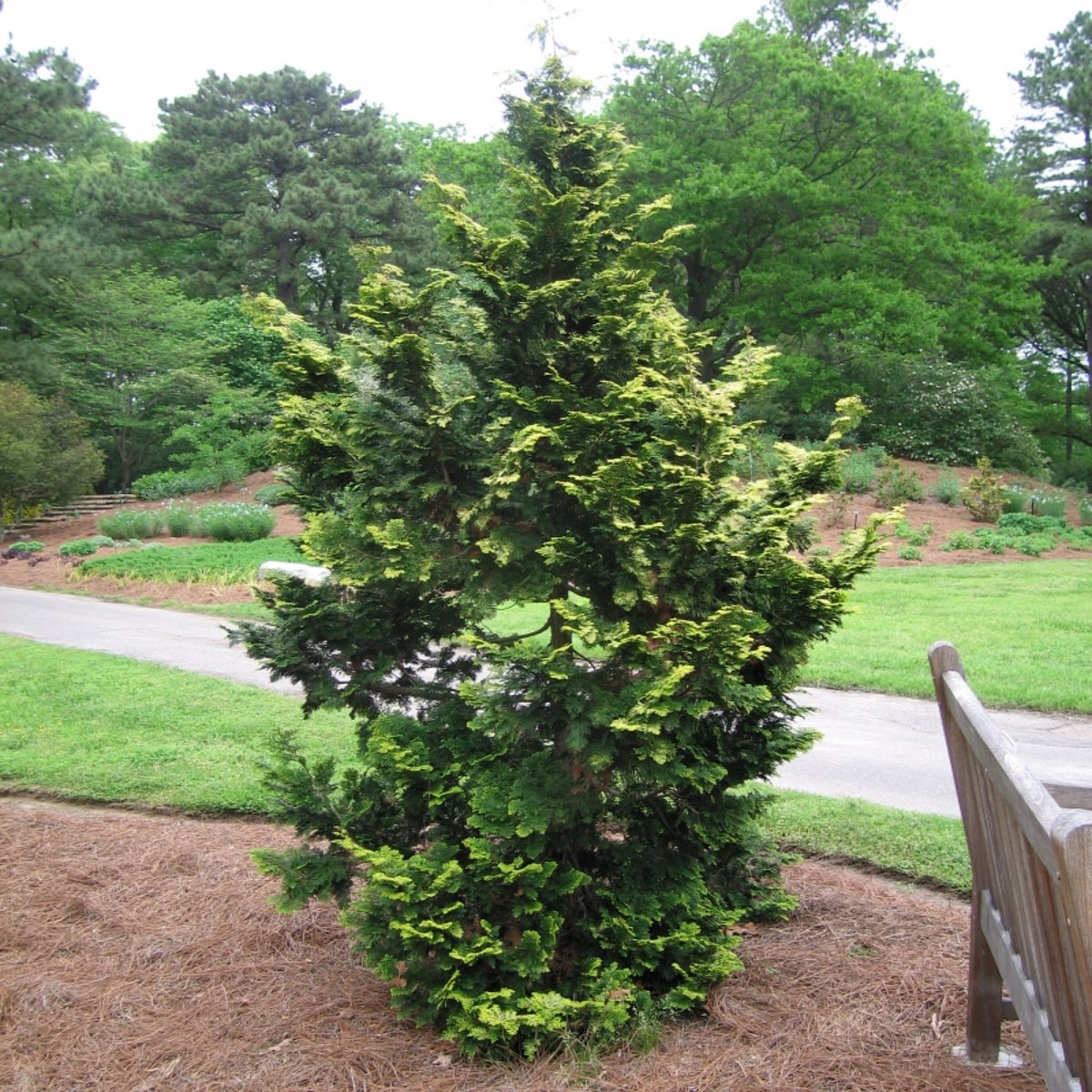 Chamaecyparis Obtusa Confucius Hinoki Cypress | SiteOne