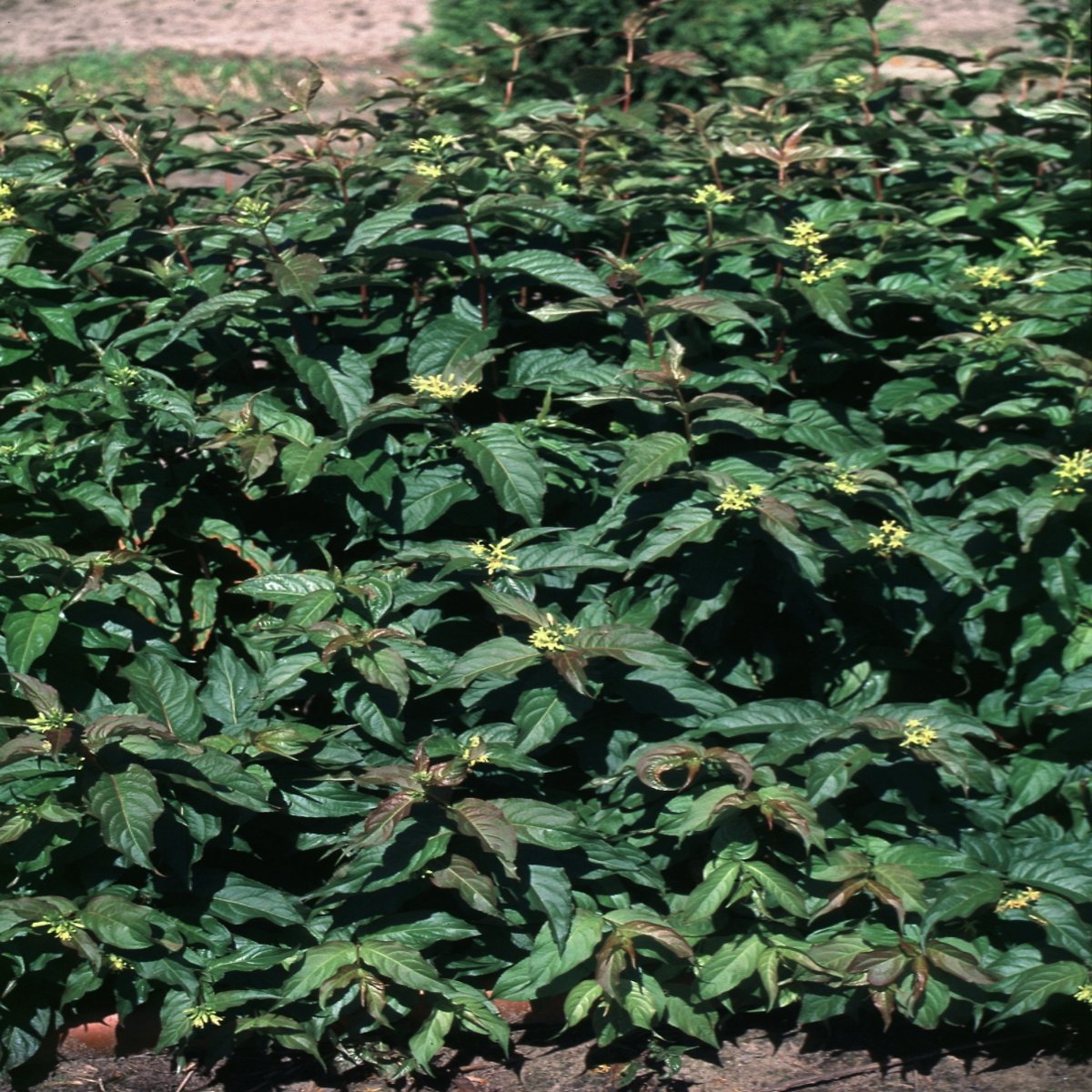 Diervilla Lonicera Dwarf Bush Honeysuckle | SiteOne