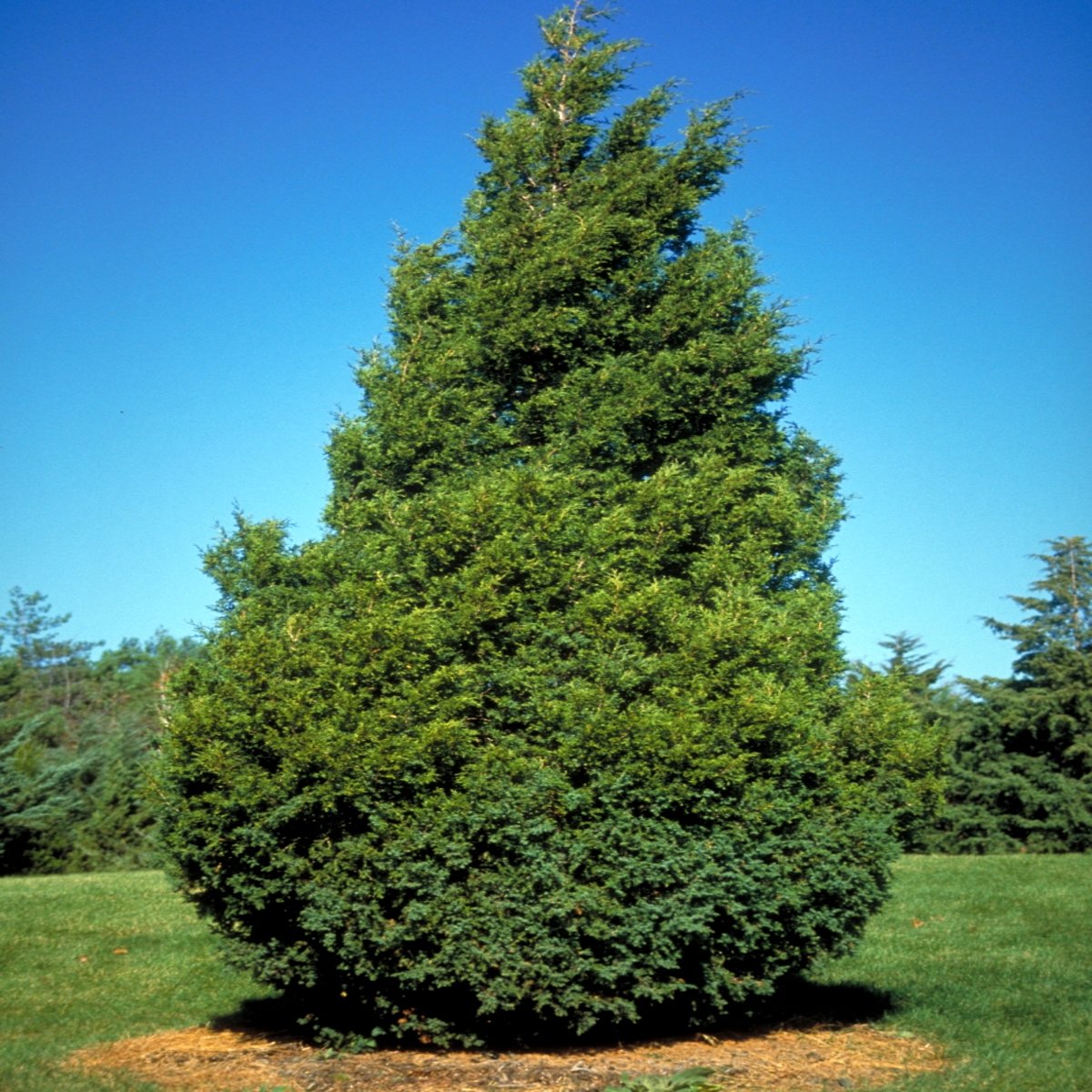 Juniperus Virginiana Eastern Red Cedar | SiteOne