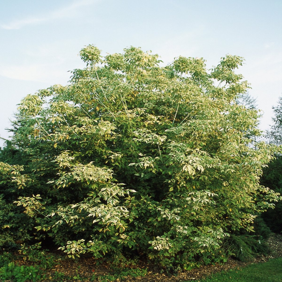 Acer Negundo Flamingo Box Elder Maple | SiteOne