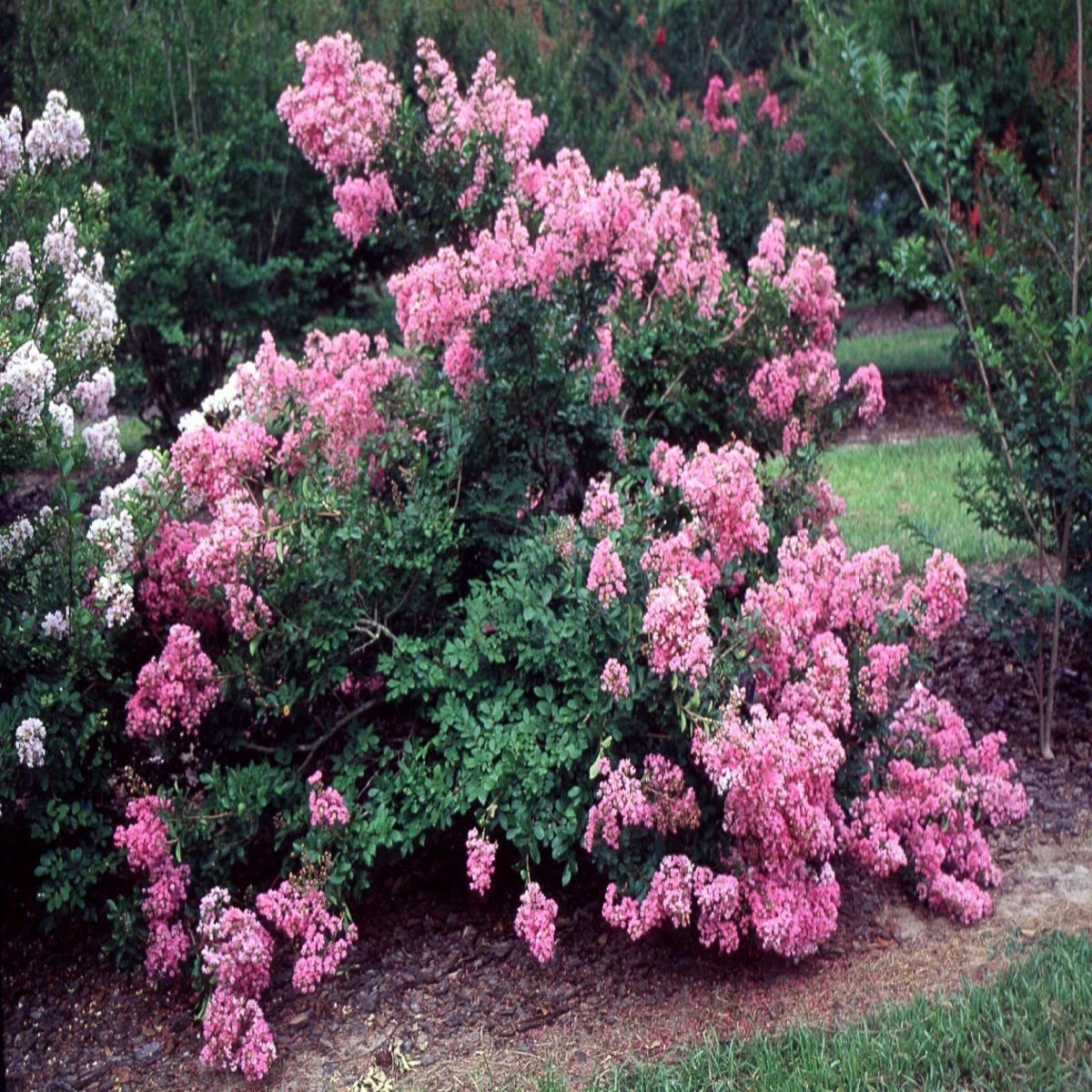 Lagerstroemia Indica Delta Blush Crape Myrtle | SiteOne