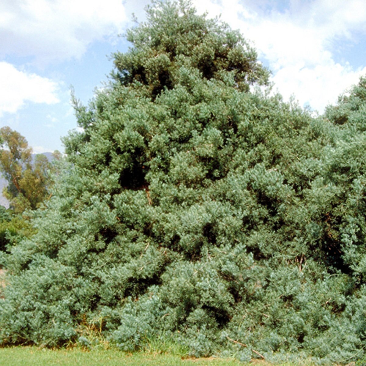 Afrocarpus Gracilior African Fern Pine | SiteOne