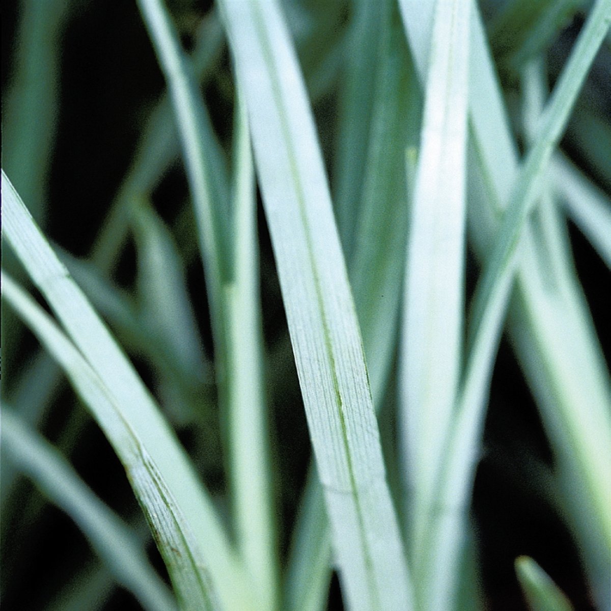 Carex Flacca Blue Zinger Blue Sedge | SiteOne