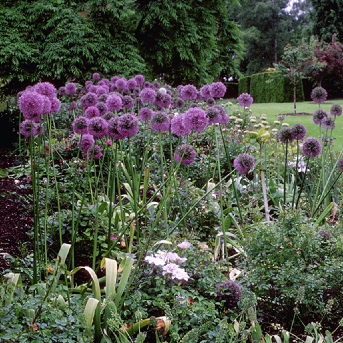 Allium Giganteum Giant Onion | SiteOne