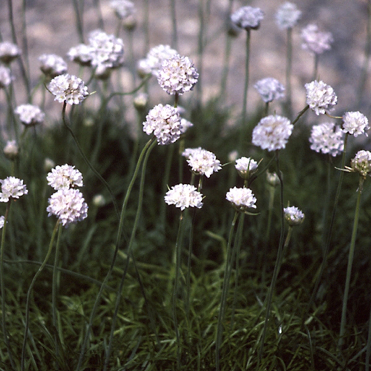 Armeria Maritima Alba Sea Thrift | SiteOne