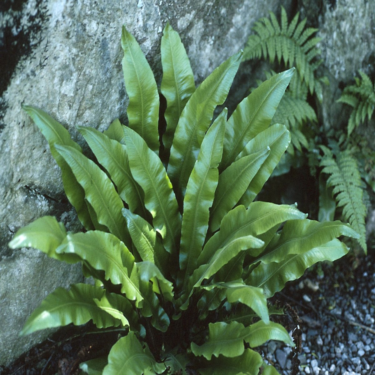 Asplenium Scolopendrium Hart's Tongue Fern | SiteOne