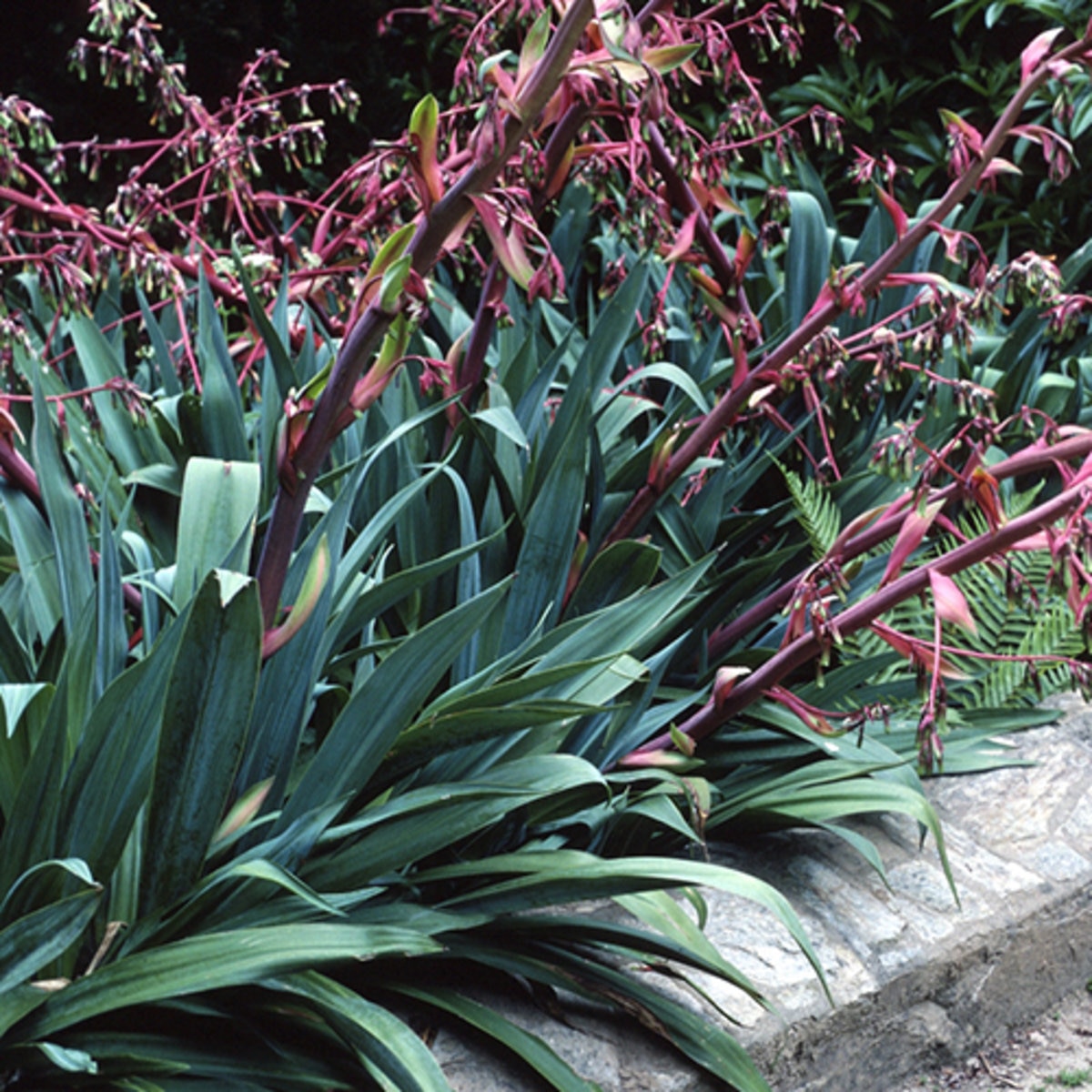 Beschorneria Yuccoides Mexican Lily | SiteOne