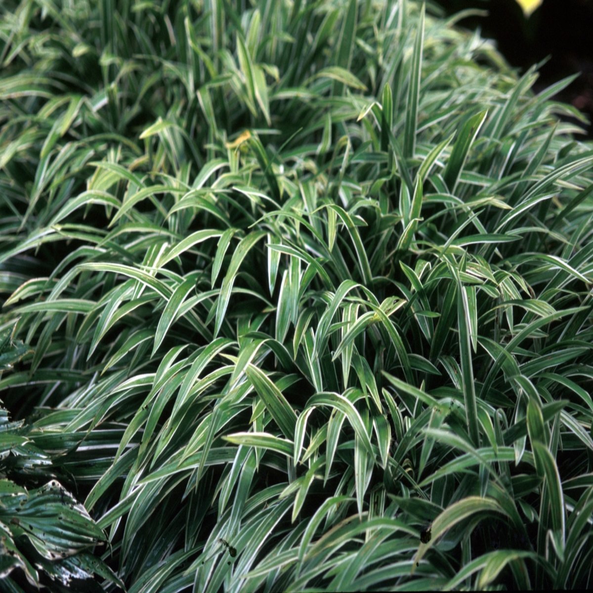 Carex Siderosticha Variegated Broadleaf Sedge | SiteOne
