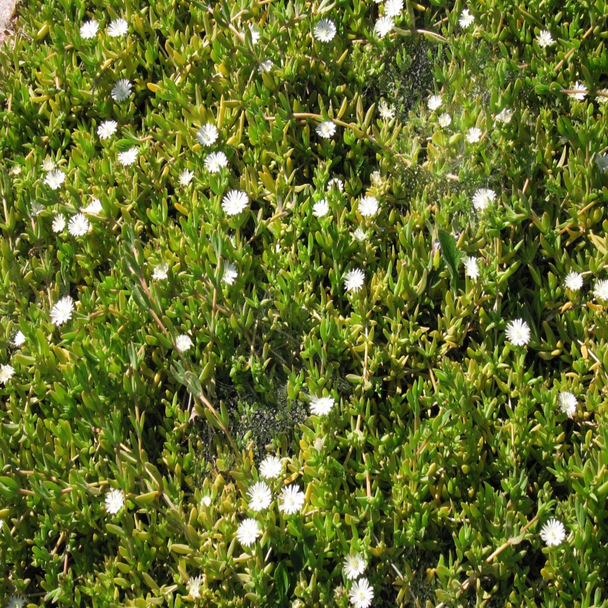 Delosperma Alba Ice Plant | SiteOne