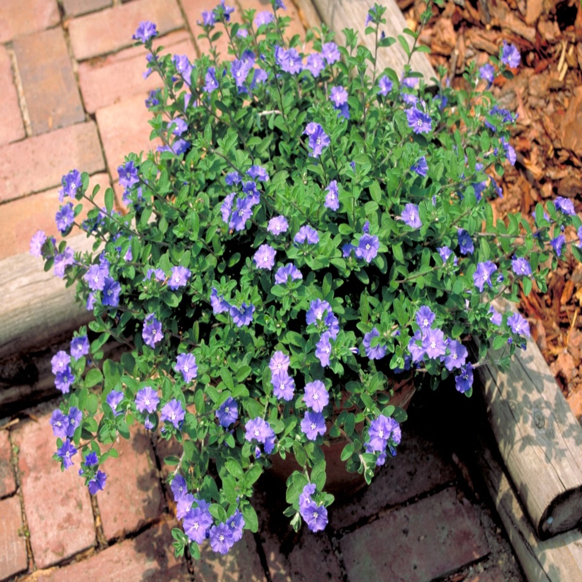 Evolvulus Glomeratus Brazilian Dwarf Morning Glories | SiteOne