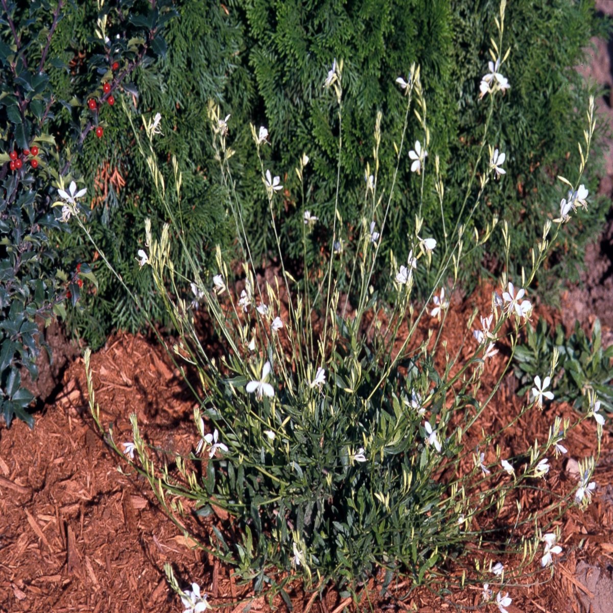 Gaura Lindheimeri So White Gaura | SiteOne