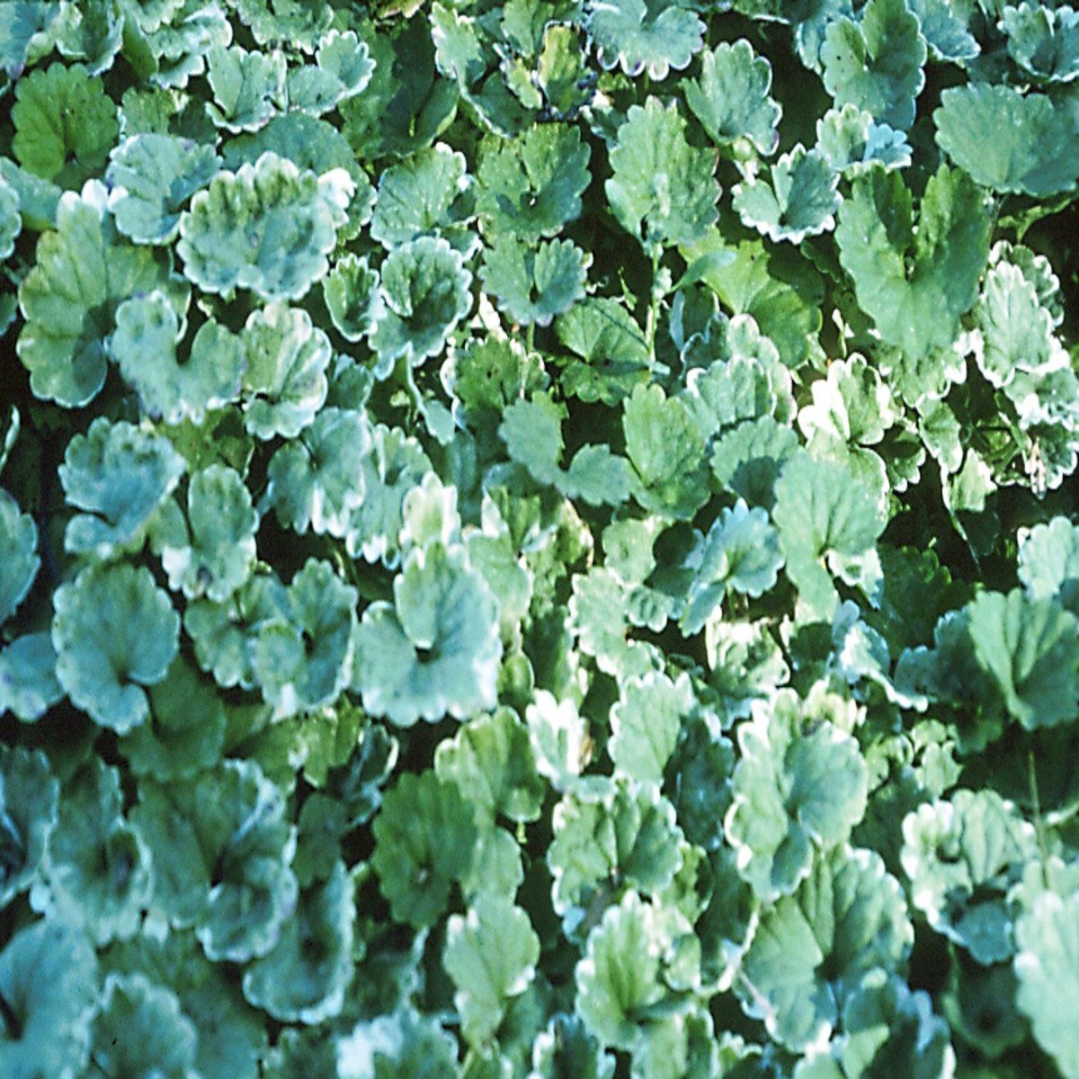 Glechoma Hederacea Variegata Variegated Ground Ivy | SiteOne