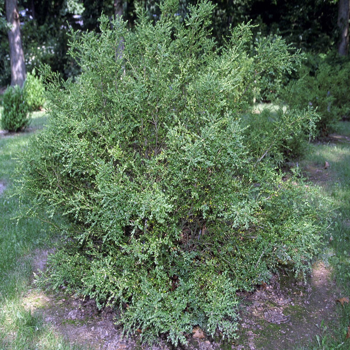 Buxus Sinica var. Insularis Wintergreen Korean Boxwood | SiteOne