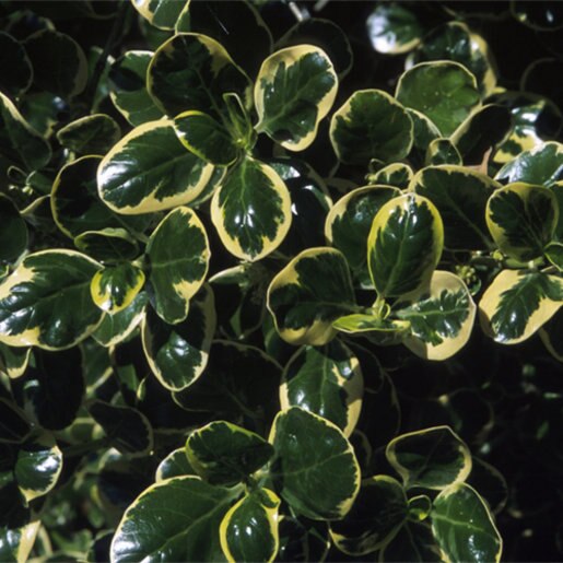 Coprosma Repens Variegata Mirror Plant | SiteOne