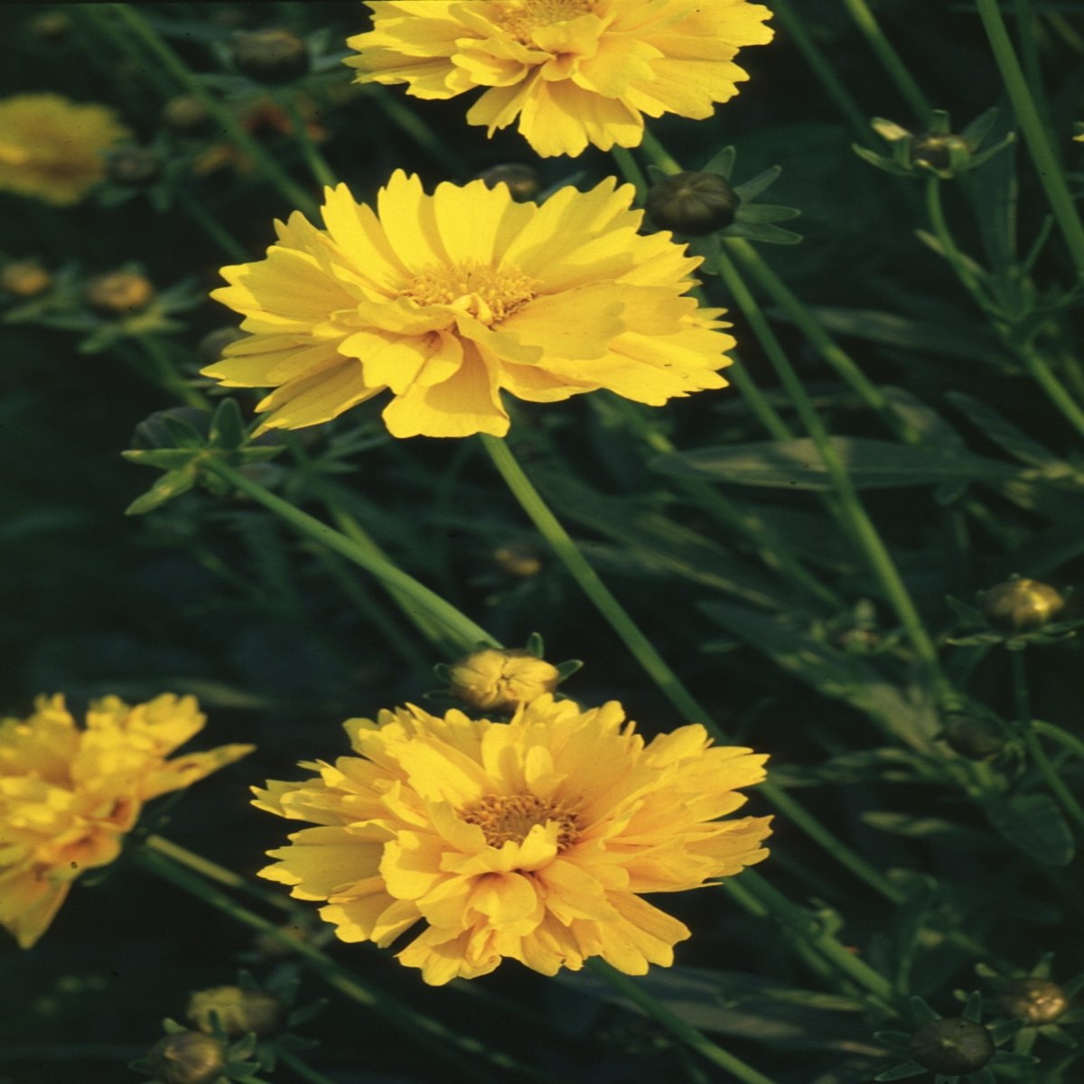Coreopsis Grandiflora Sunray Tickseed | SiteOne