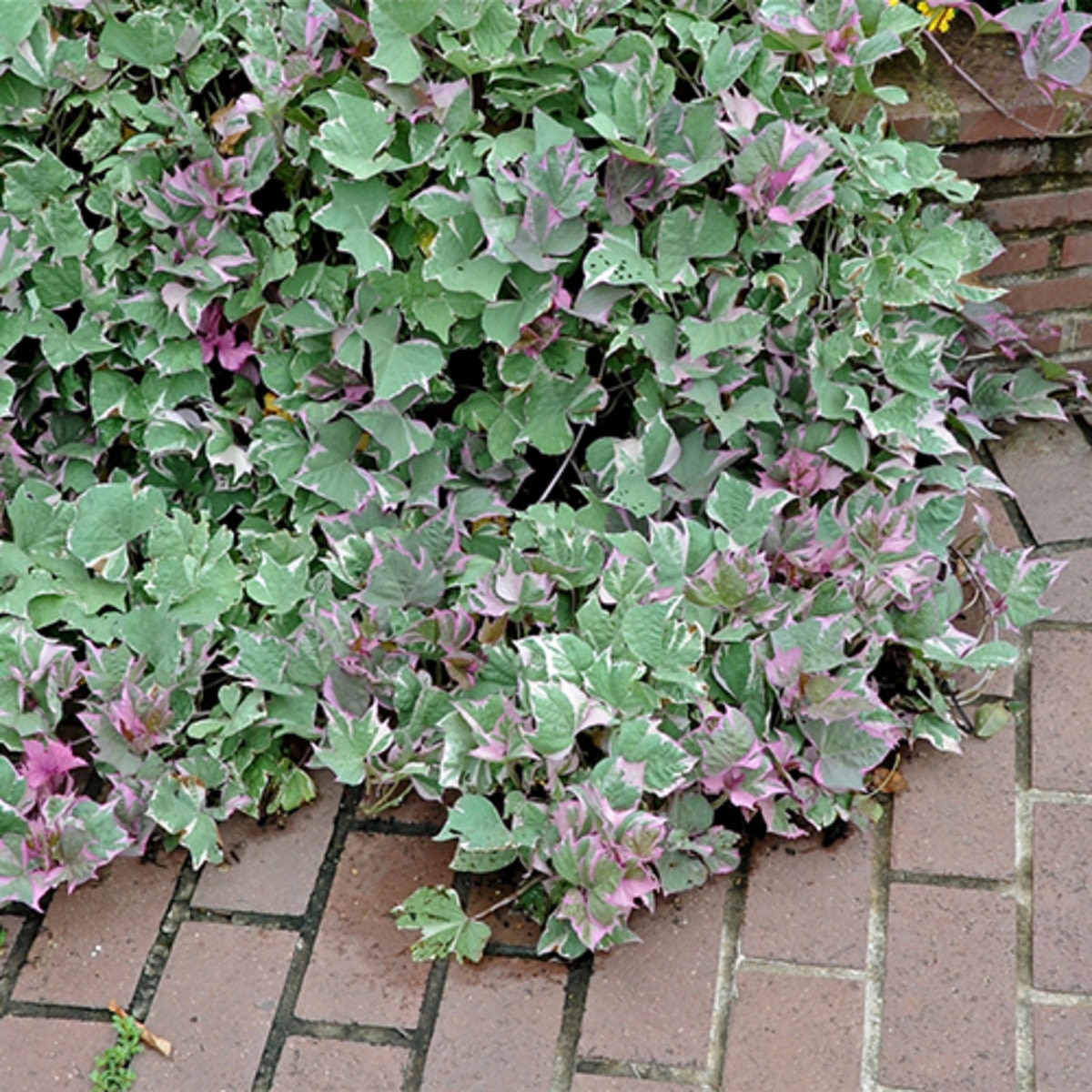 Ipomoea Batatas Tricolor Sweet Potato Vine | SiteOne