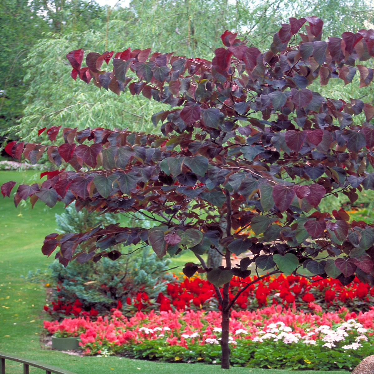 Cercis Canadensis Forest Pansy Eastern Redbud | SiteOne