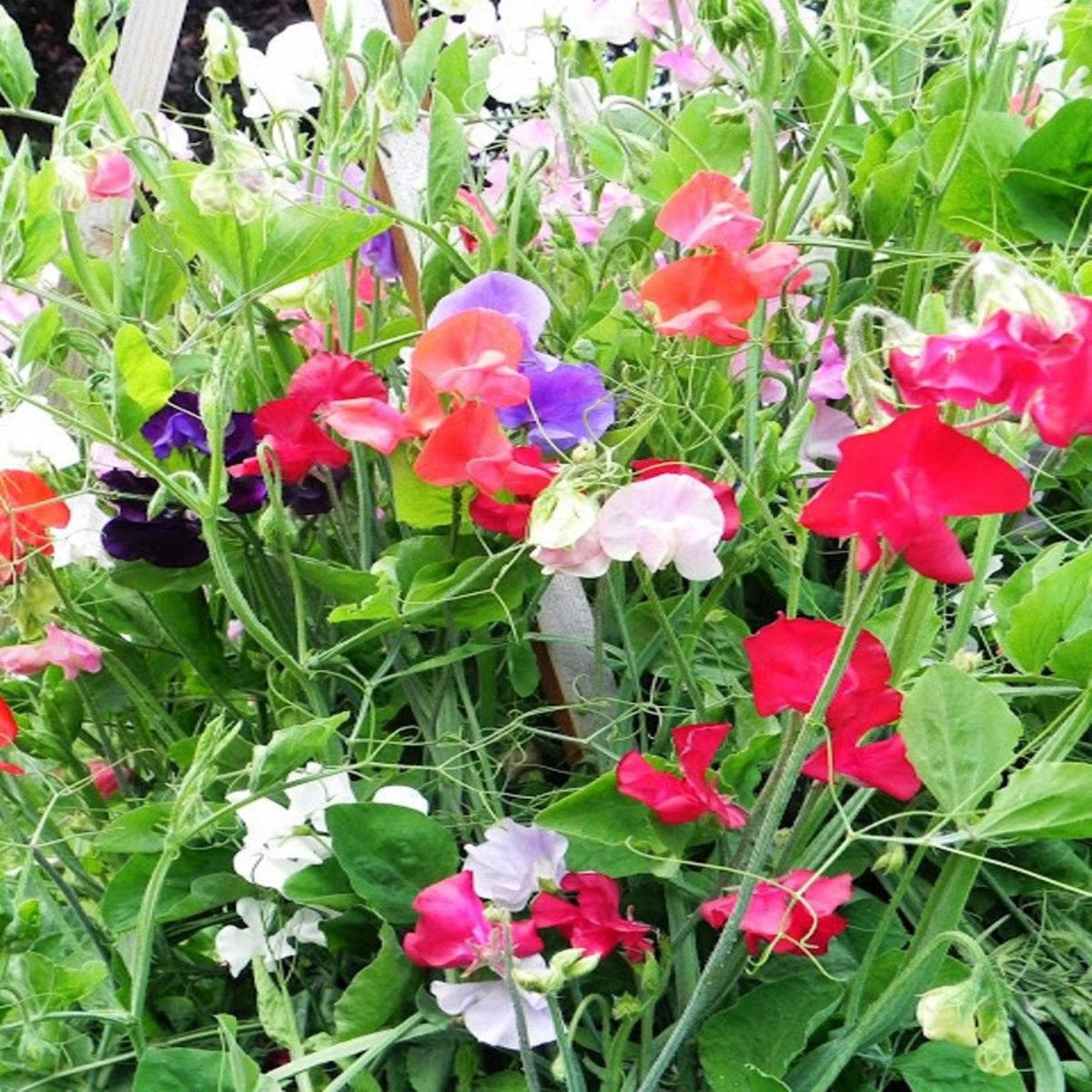 Lathyrus Latifolius Mix Sweet Pea | SiteOne
