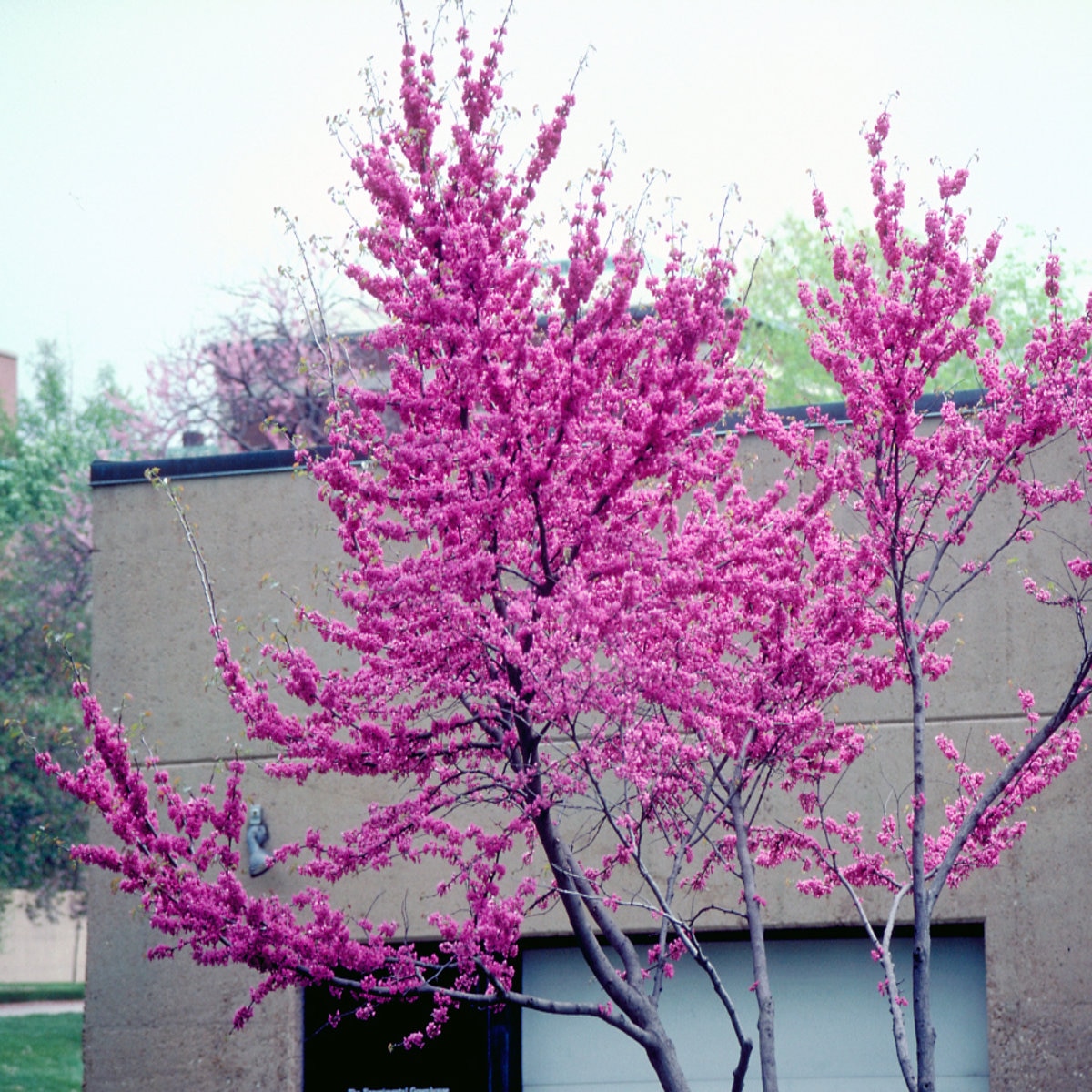 Cercis Canadensis var. Texensis Oklahoma Texas Redbud | SiteOne