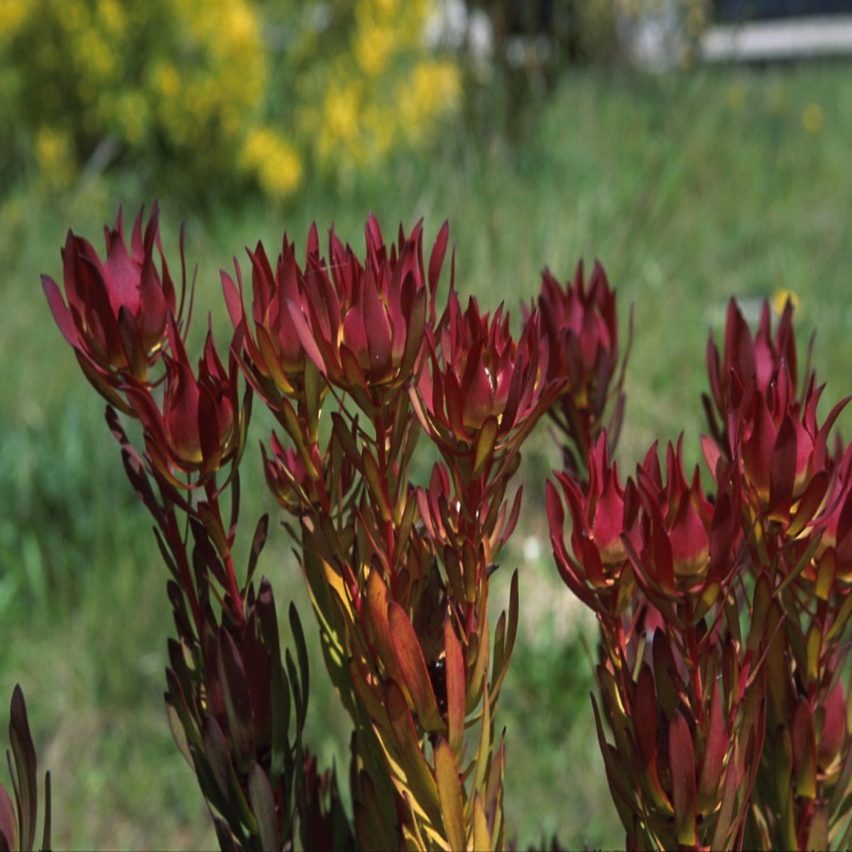 Leucadendron Salignum Winter Red Conebush | SiteOne