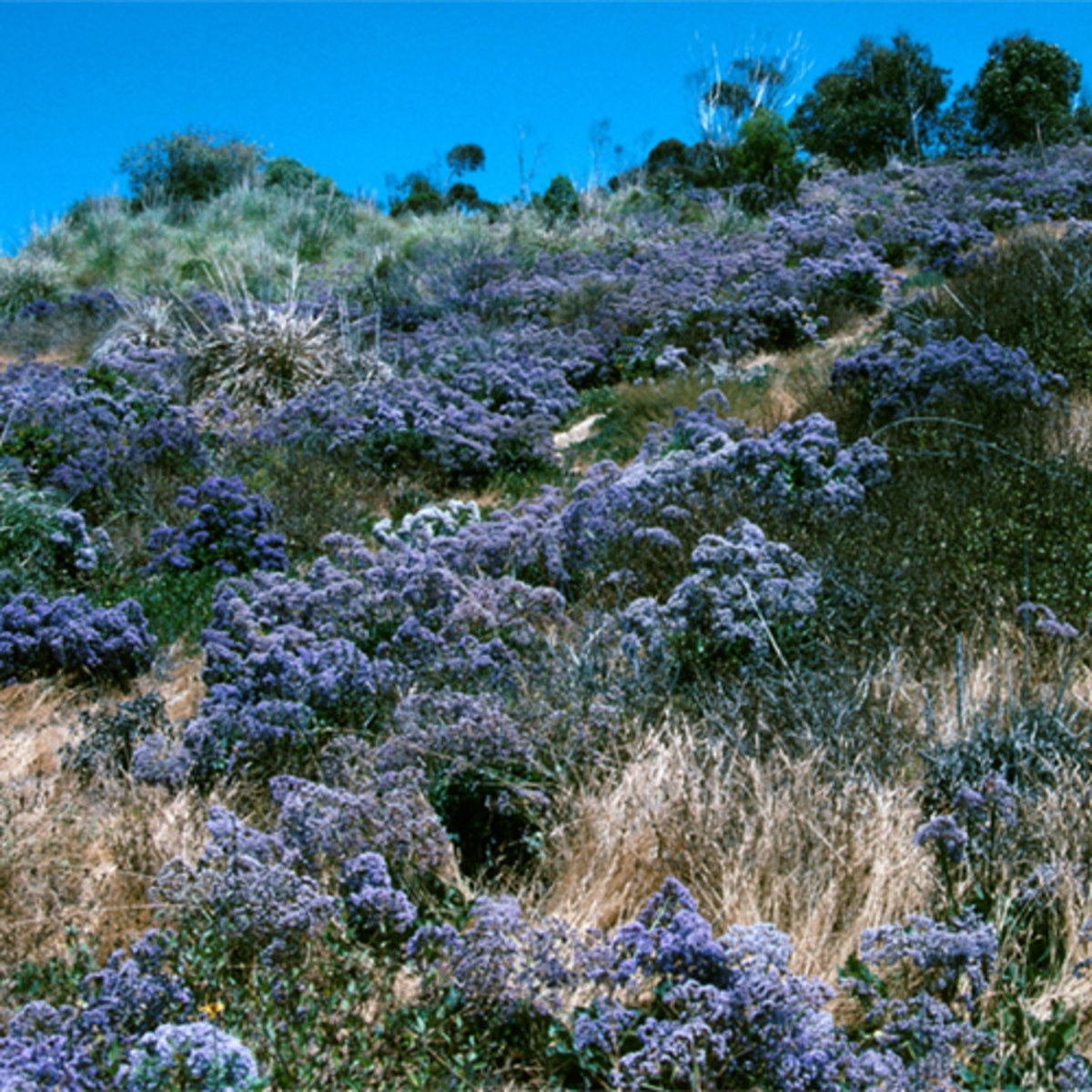 Limonium Latifolium Sea Lavender | SiteOne