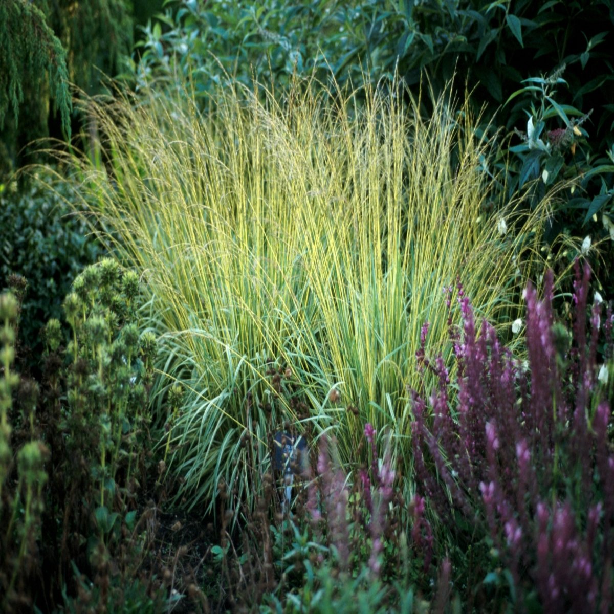 Molinia Caerulea Variegata Variegated Moor Grass | SiteOne