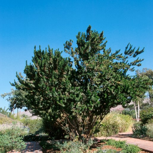 Myrtus Communis Boetica Twister Myrtle | SiteOne