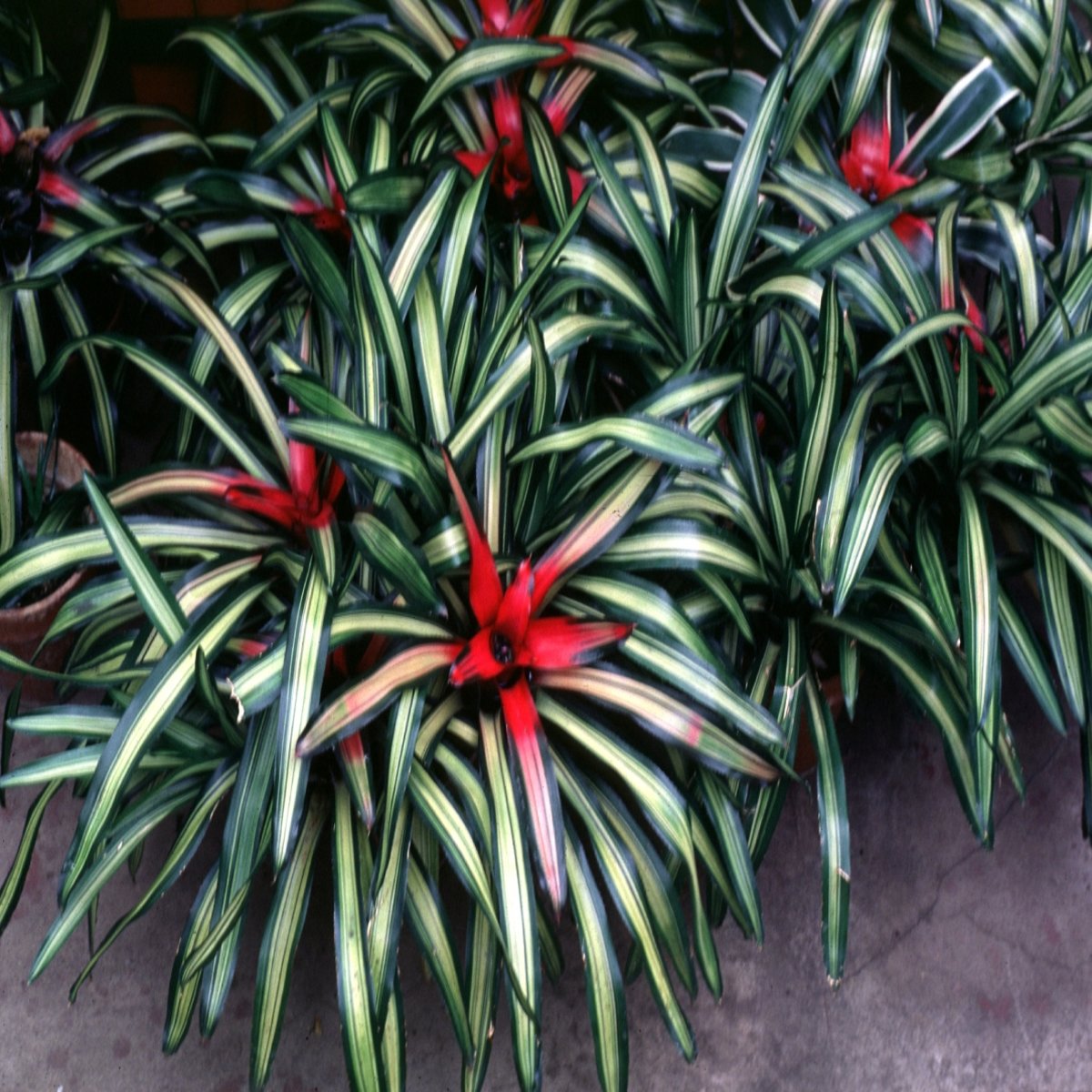 Neoregelia Carolinae var. Tricolor Blushing Bromeliad | SiteOne
