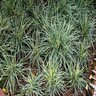 Liriope Muscari Aztec Grass Lilyturf | SiteOne