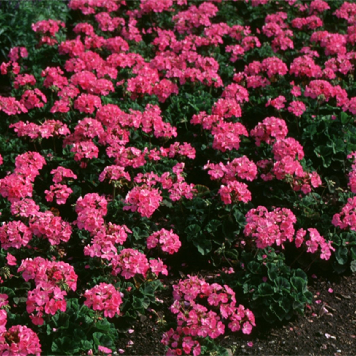 Pelargonium Hortorum Dynamo Hot Pink Zonal Geranium | SiteOne