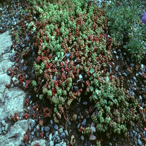Sedum Divergens Cascade Stonecrop | SiteOne