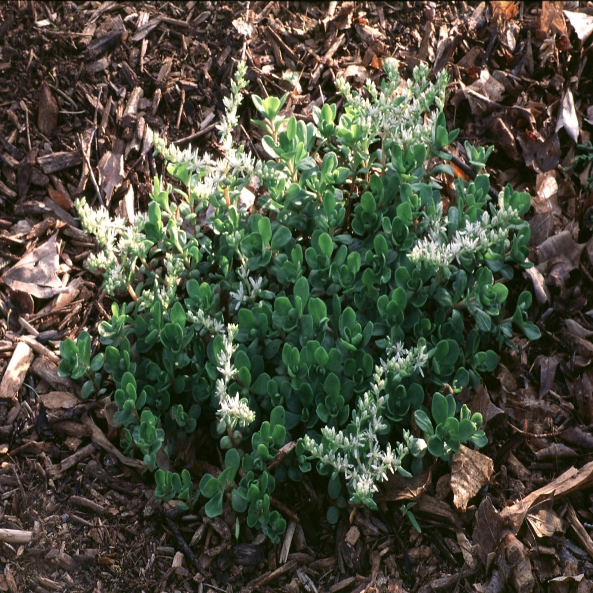 Sedum Ternatum Three-Leaved Stonecrop | SiteOne