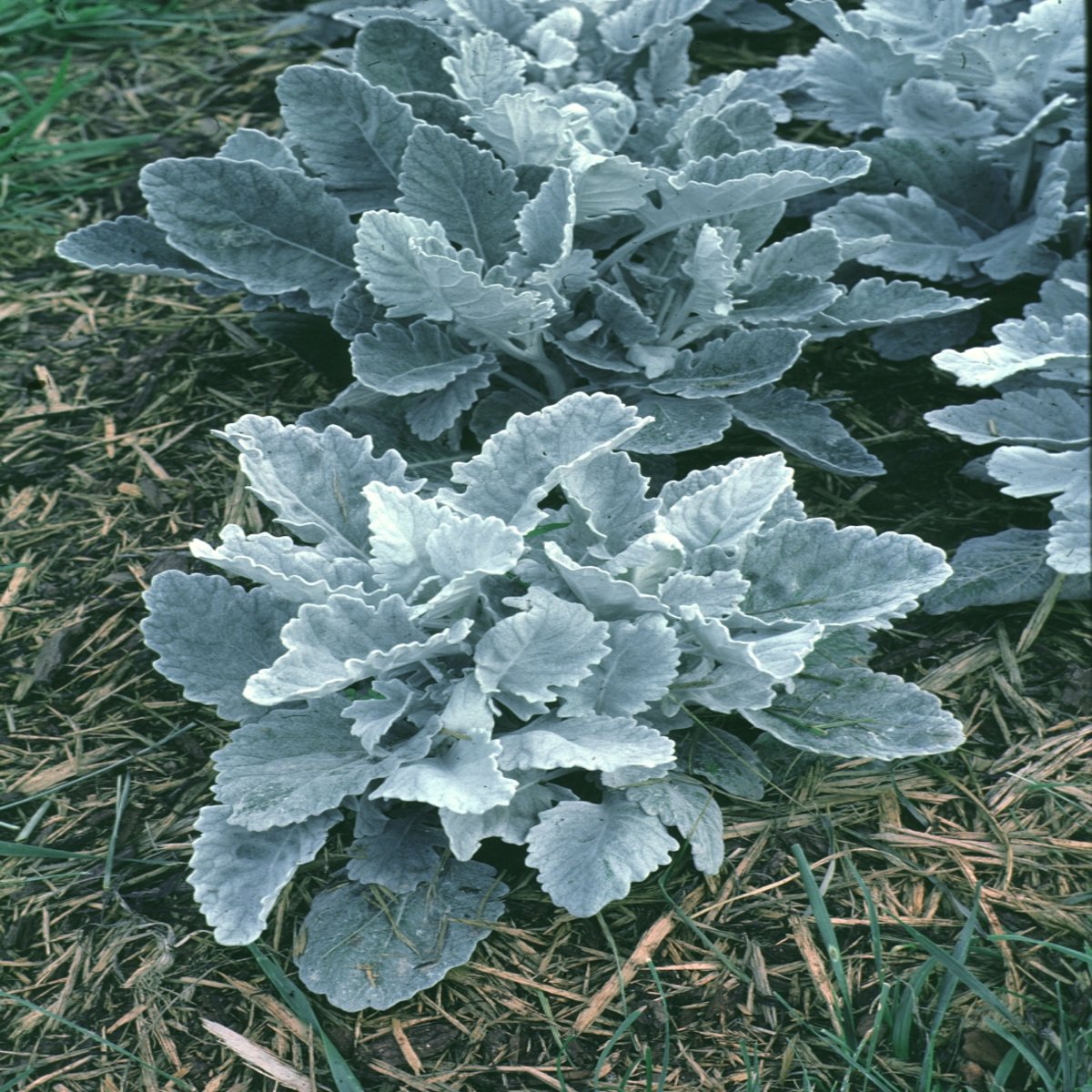 Senecio Cineraria Cirrus Dusty Miller #SP4 Container | SiteOne