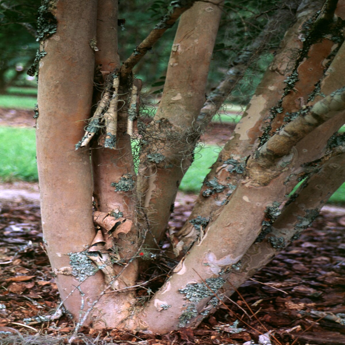 Lagerstroemia Indica X Fauriei Lipan Crape Myrtle | SiteOne