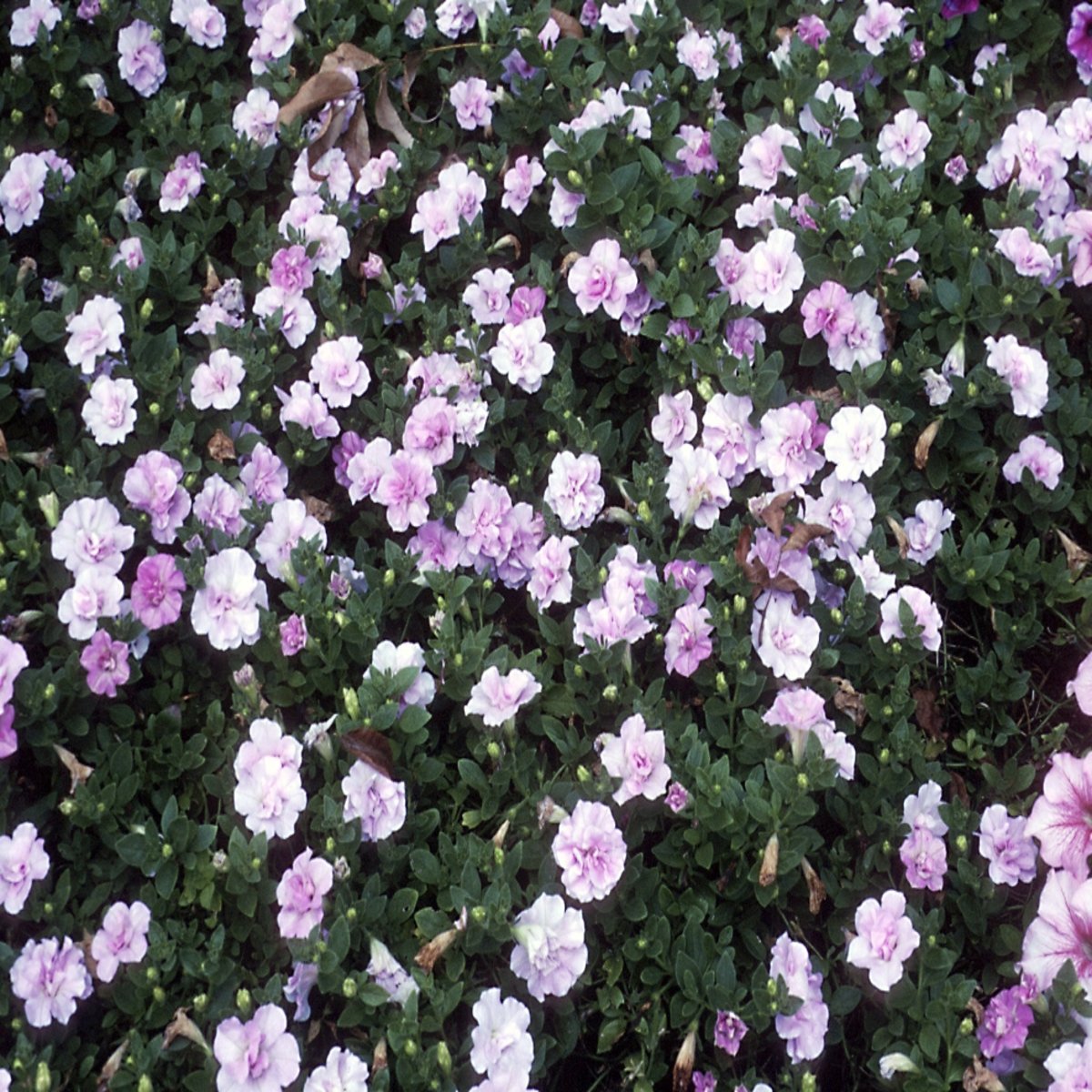 Petunia X Hybrida Double Wave Misty Lilac Floribunda Do | SiteOne