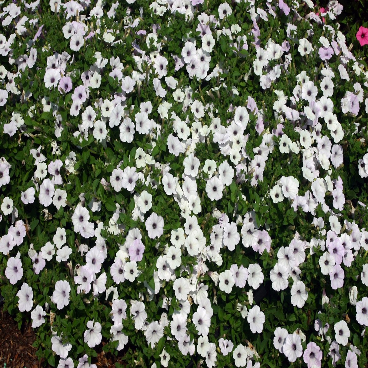 Petunia X Hybrida Supertunia Silver Spreading Petunia | SiteOne