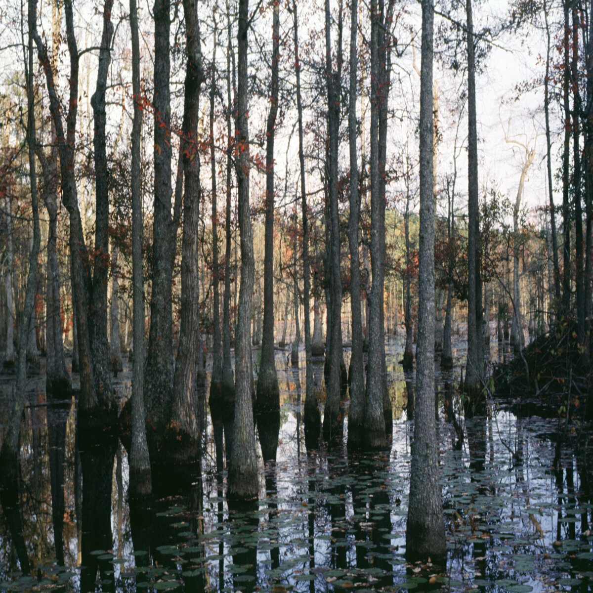 Nyssa Aquatica Water Tupelo | SiteOne