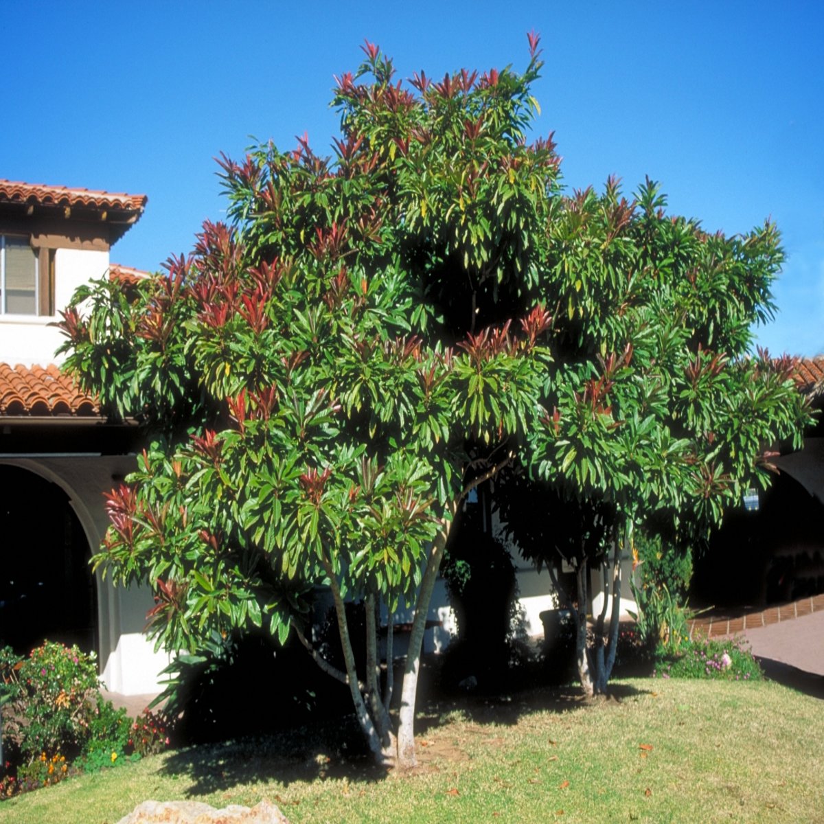 Eriobotrya Deflexa Bronze Loquat | SiteOne