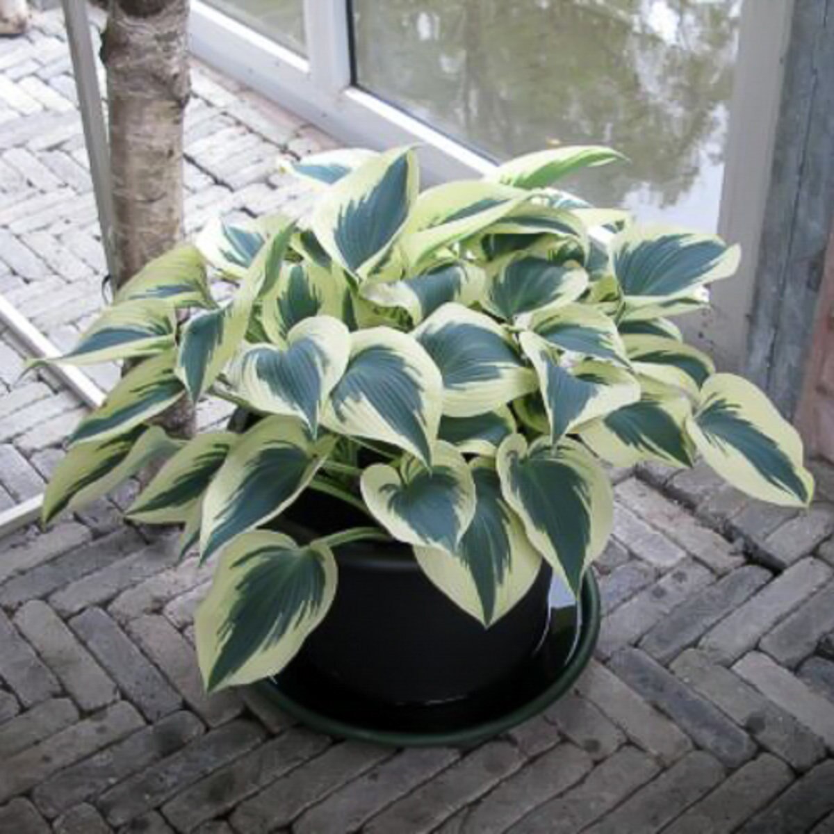 Hosta Blue Ivory Plantain Lily | SiteOne
