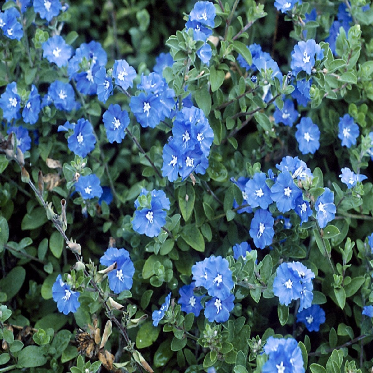 Evolvulus Pilosus Blue Daze Shaggy Dwarf Morning Glorie | SiteOne