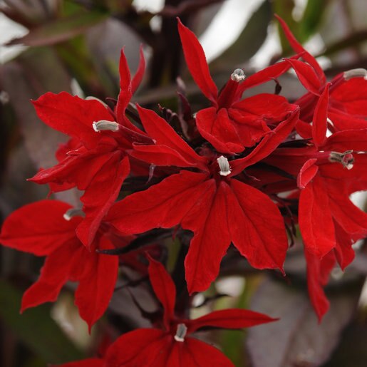 Lobelia Speciosa Vulcan Red Cardinal Flower | SiteOne